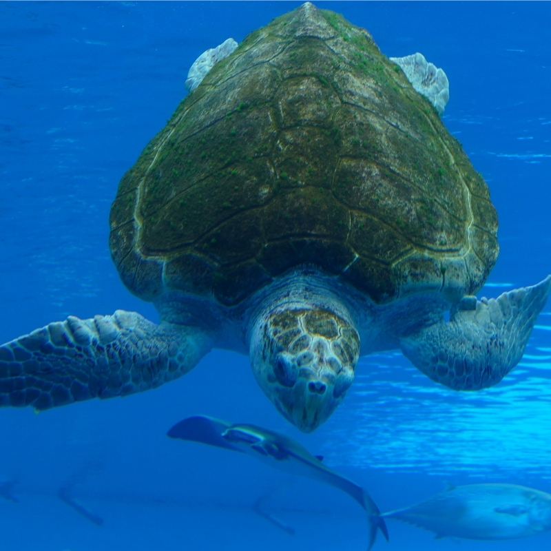 Mini-Camp: Sea Turtle Science - Frost Science