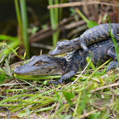 Everglades National Park Archives - Frost Science